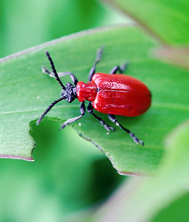 Loopworm - Zero Hunger | Adani Green Talks