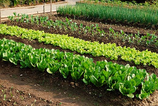 Loopworm - Zero Hunger | Adani Green Talks