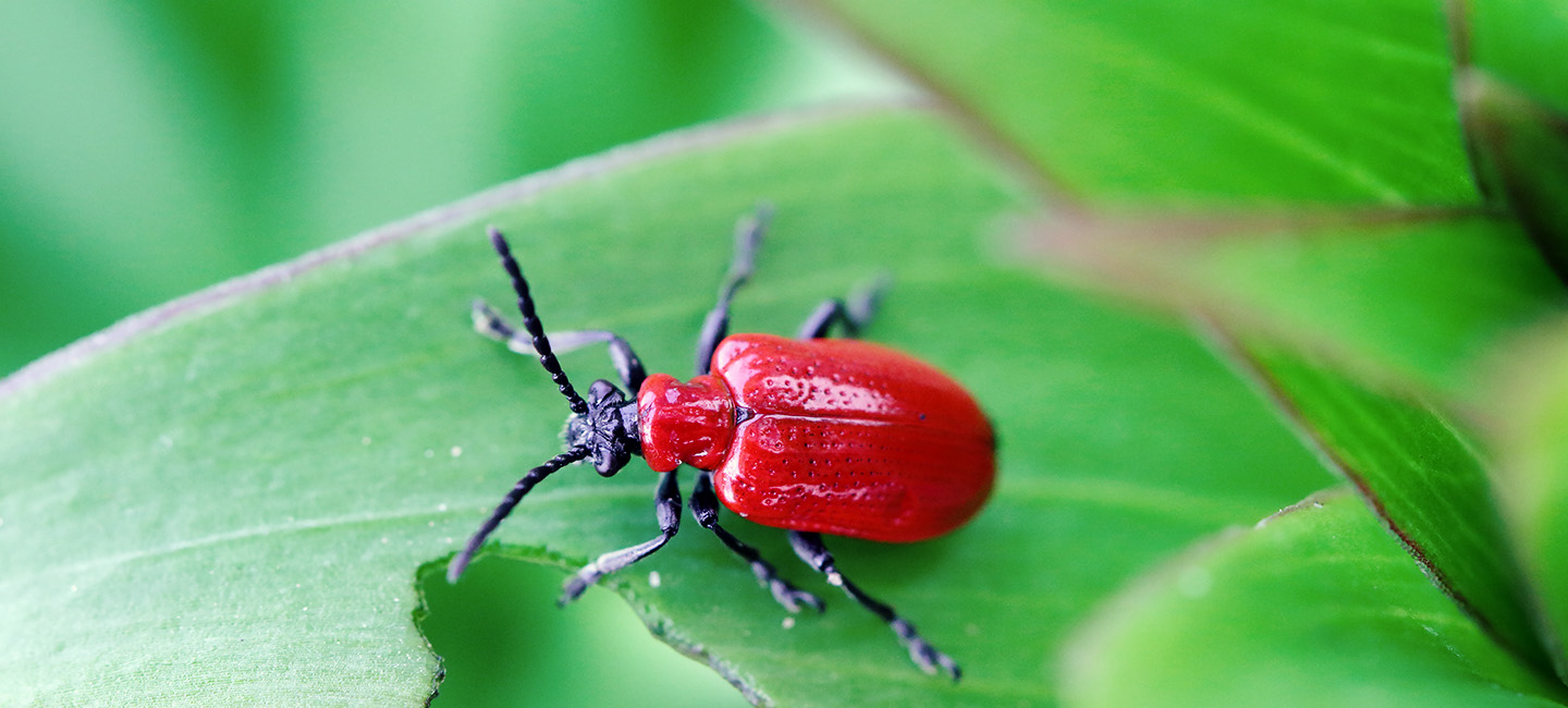 Loopworm - Zero Hunger | Adani Green Talks